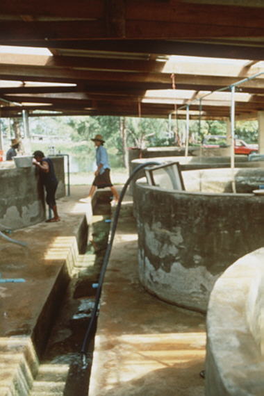 Larval rearing tanks